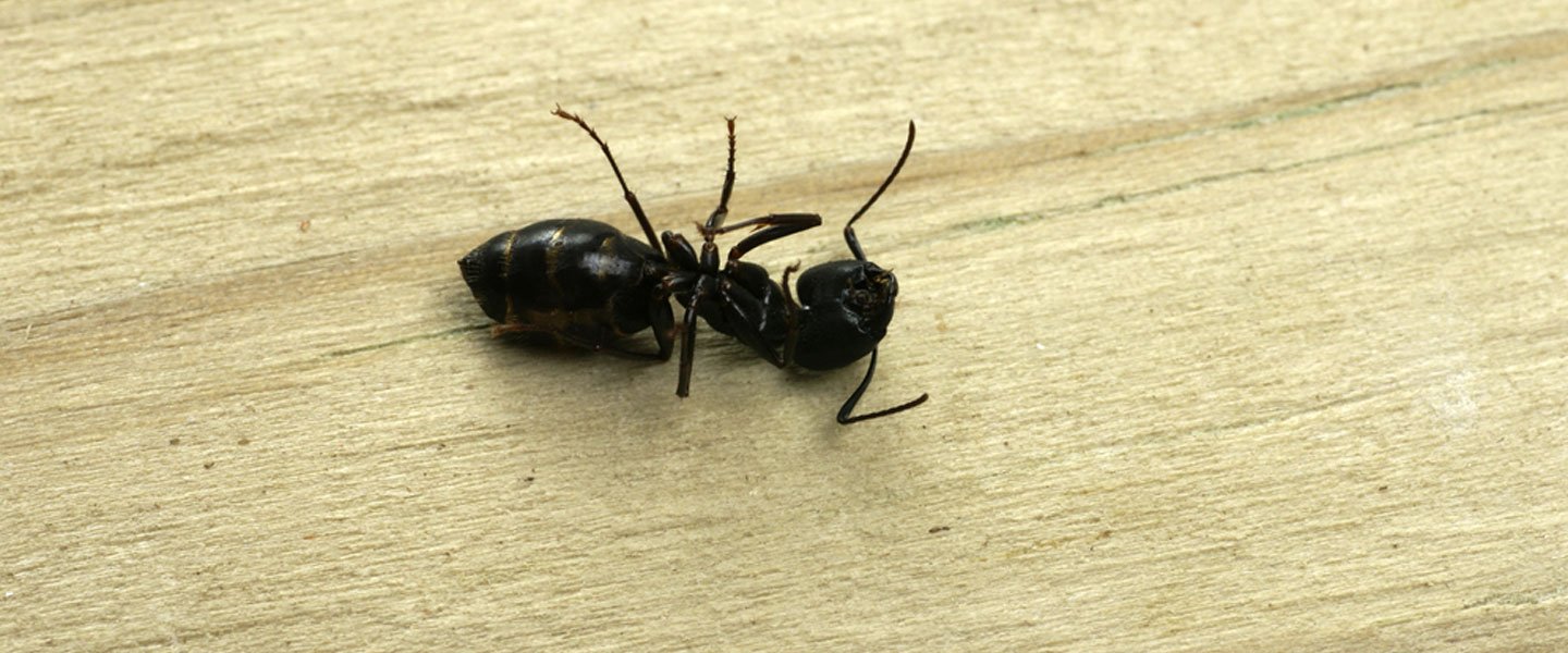 What Does an Exterminator Do to Get Rid of Carpenter Ants? | Pest ...